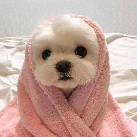 문토 프로필: 샤뷰쟉